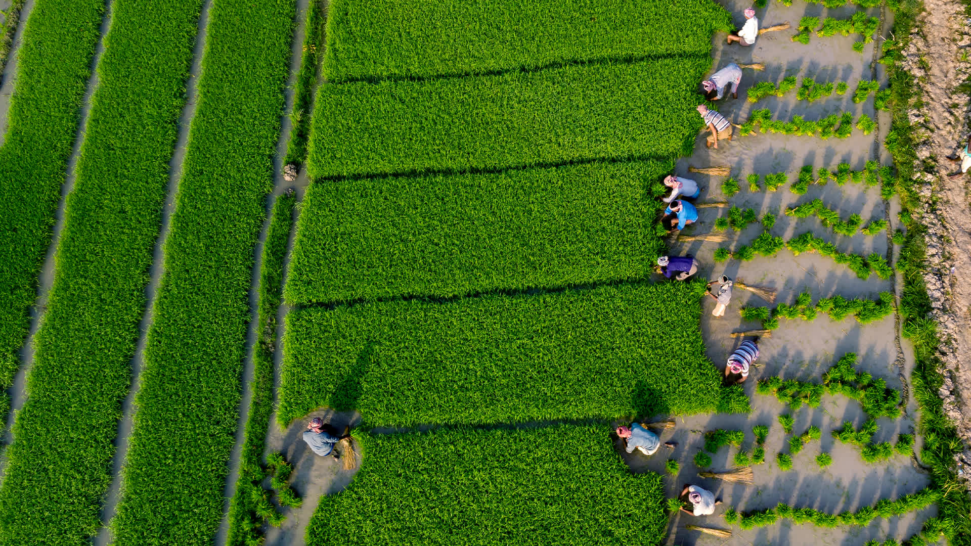 Managing Risk and Unlocking Opportunity in the Food, Agribusiness and ...